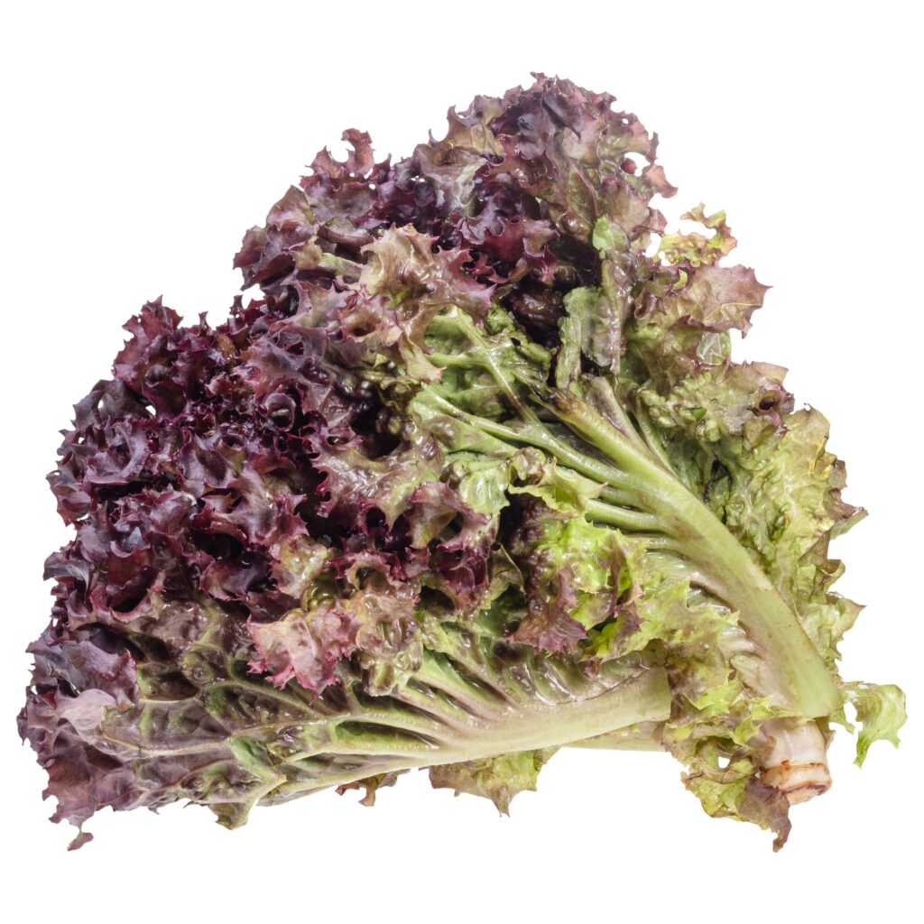 7 SABORES Lechuga Lollo Rosso